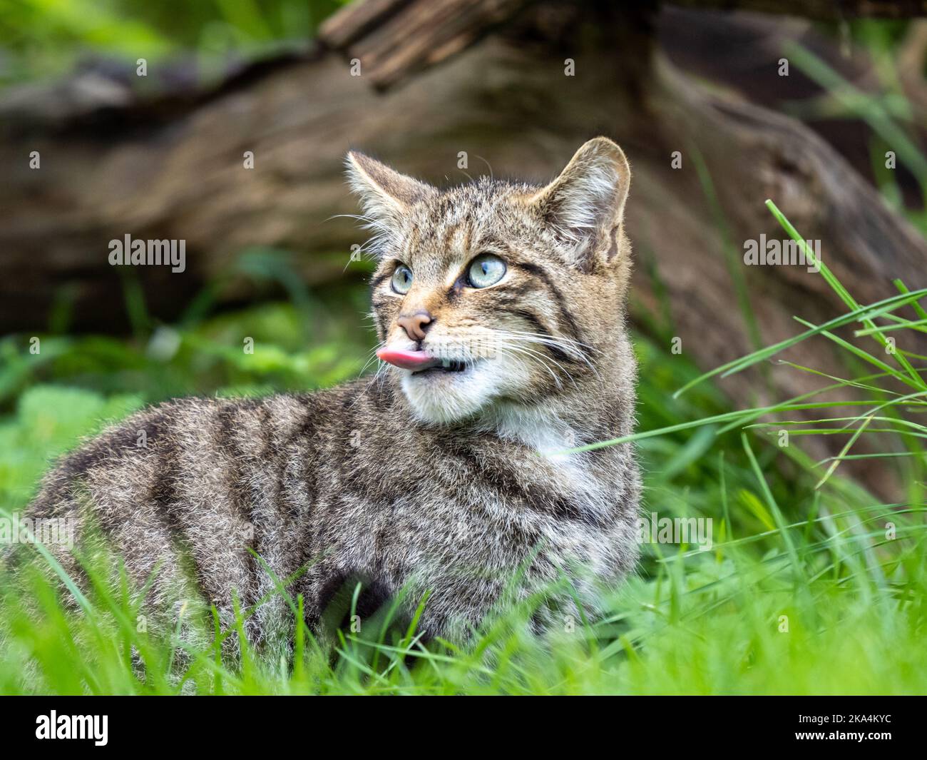 Female Scottish Wildcat Stock Photo - Alamy
