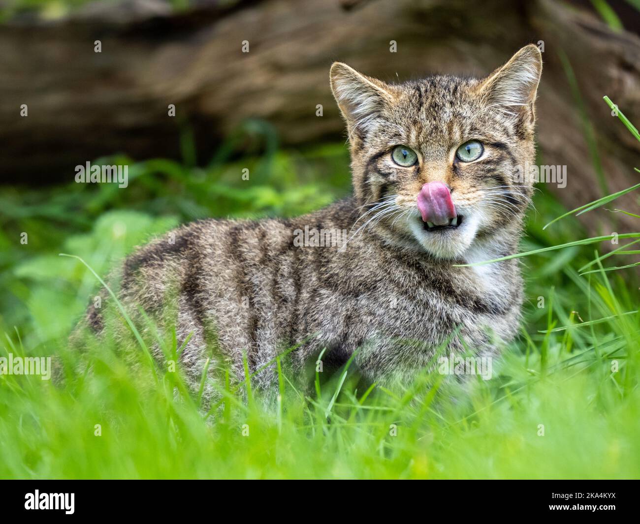 Female Scottish Wildcat Stock Photo - Alamy