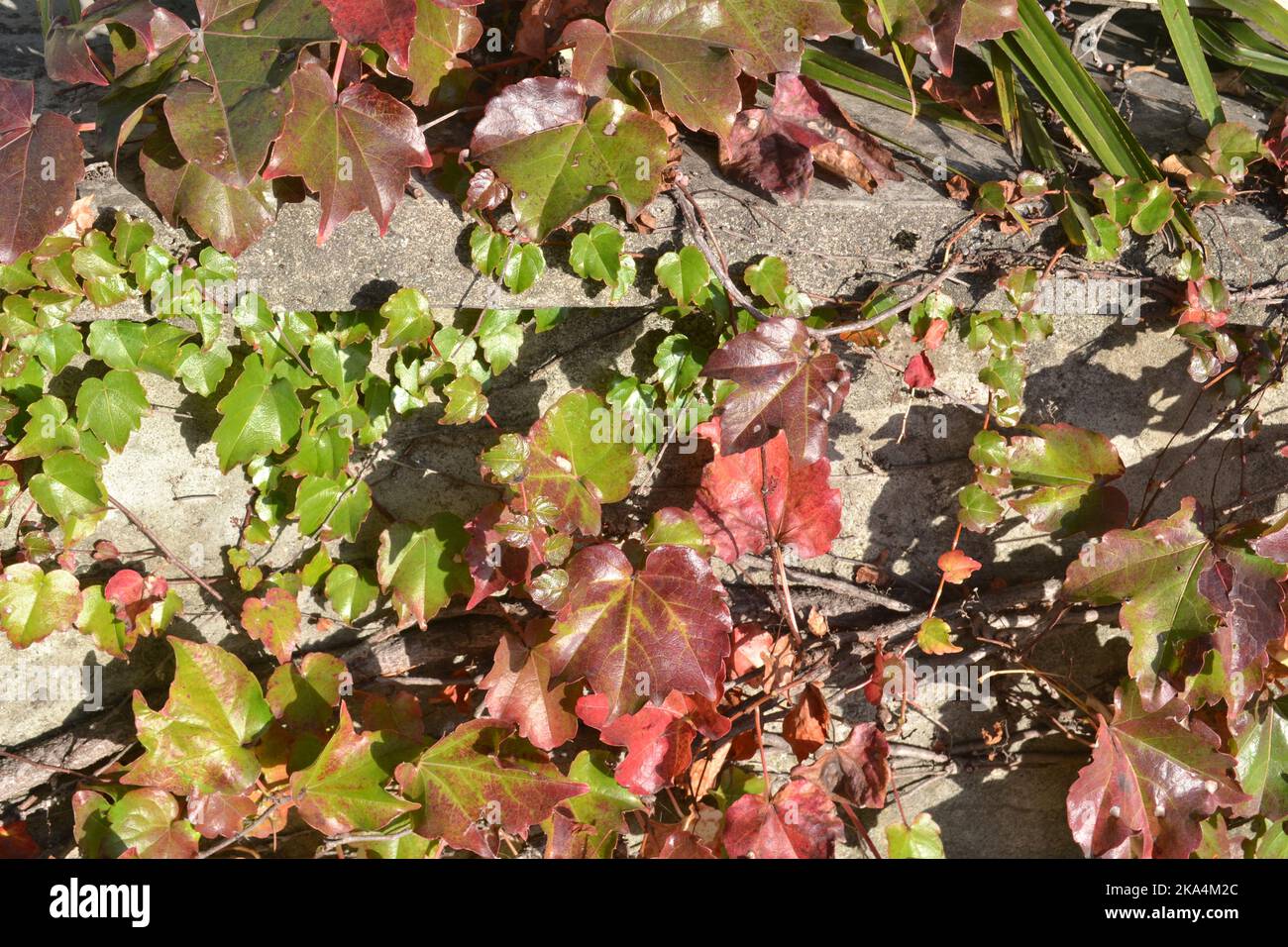 Autumn leaves of the climbing tree on the concrete wall in a garden ...