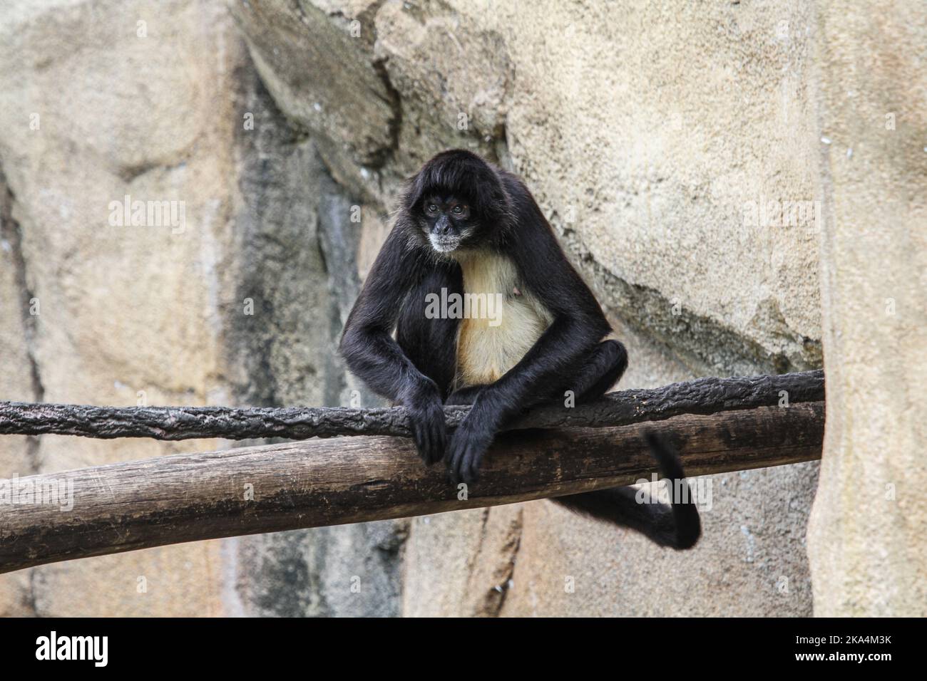 A cute funny black Capuchin monkey sitting on the wood at a nature ...