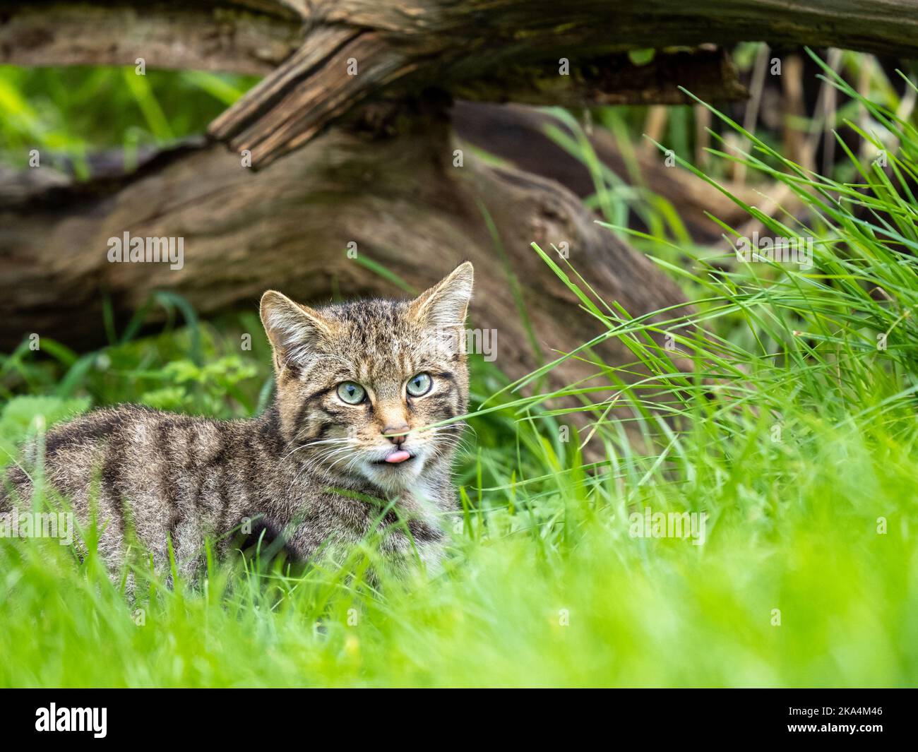 Female Scottish Wildcat Stock Photo - Alamy