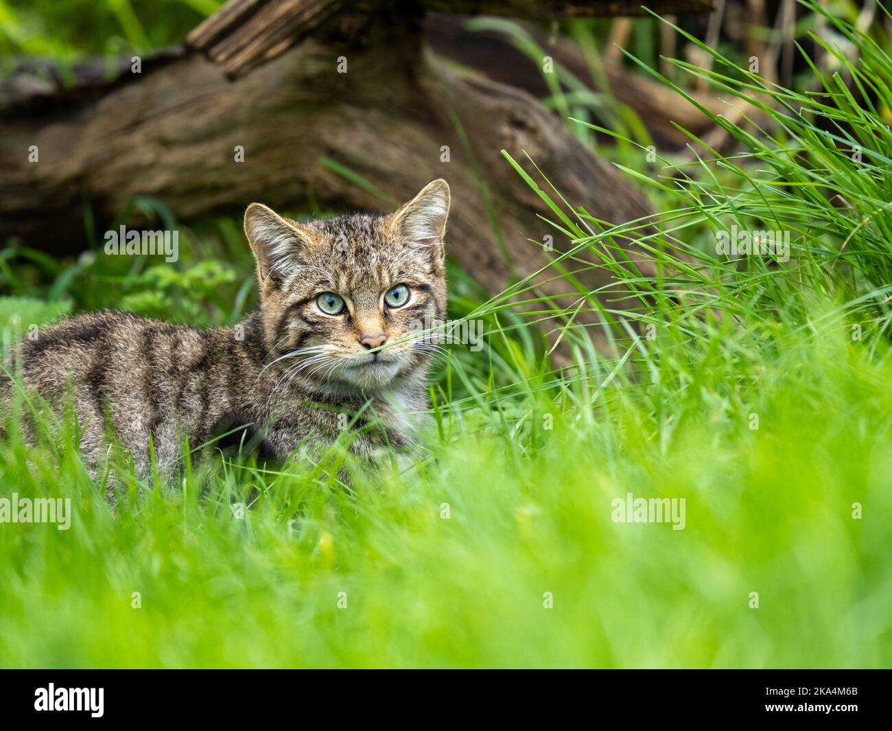Female Scottish Wildcat Stock Photo - Alamy