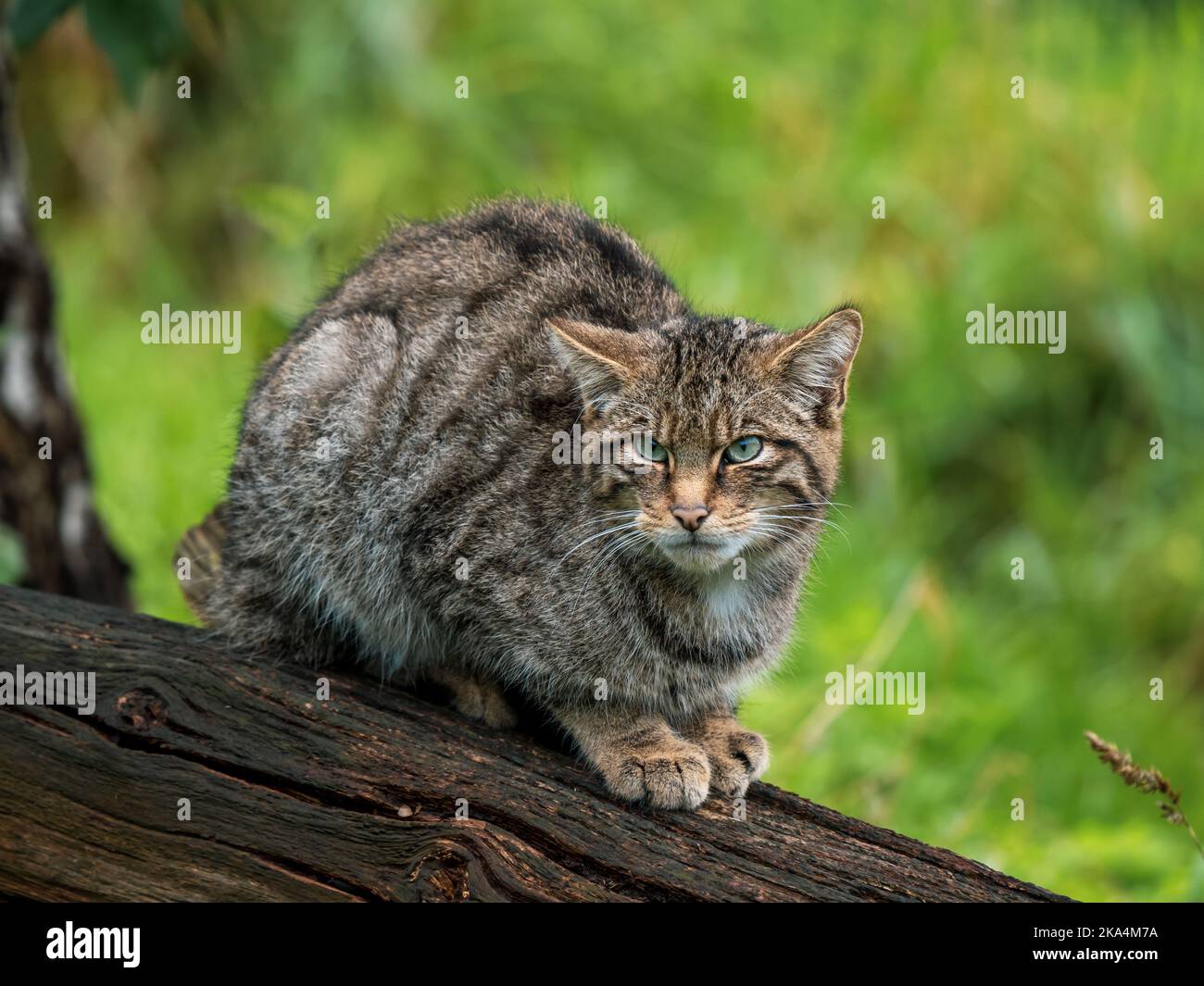 Female Scottish Wildcat Stock Photo - Alamy