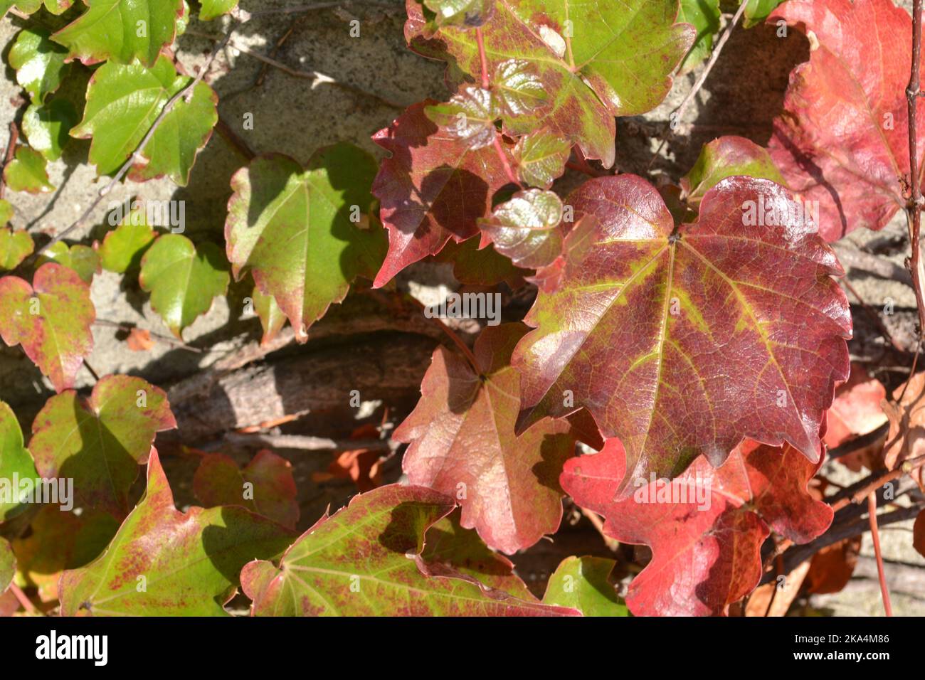 Autumn leaves of the climbing tree on the concrete wall in a garden ...