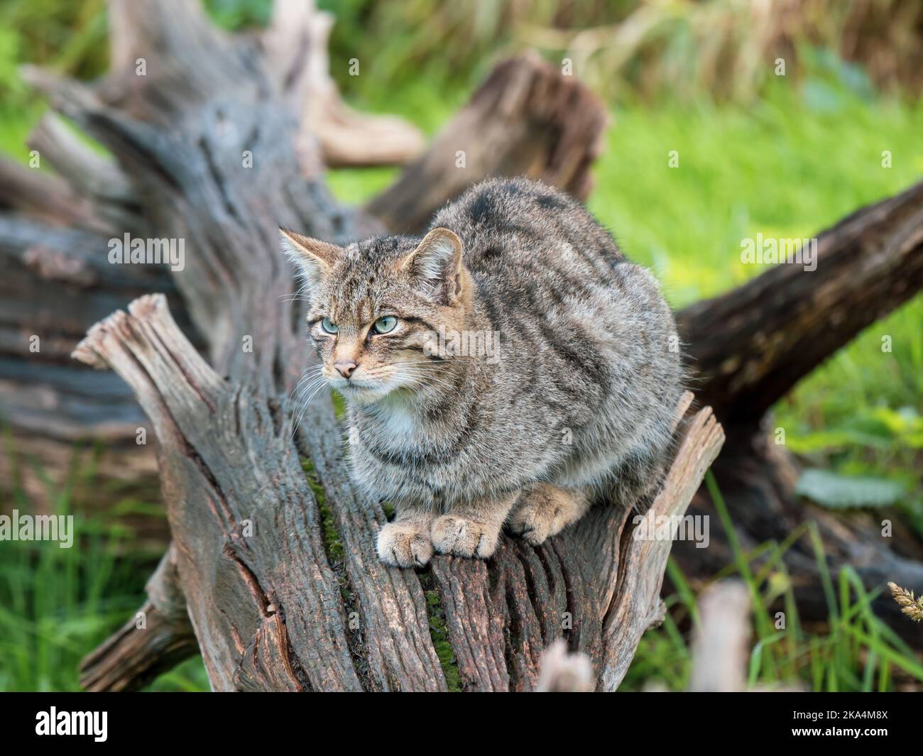 Female Scottish Wildcat Stock Photo - Alamy