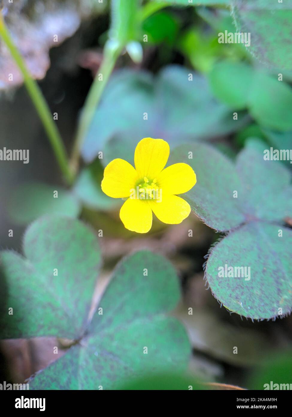 A yellow Oxalis stricta, yellow woodsorrel or common yellow oxalis ...