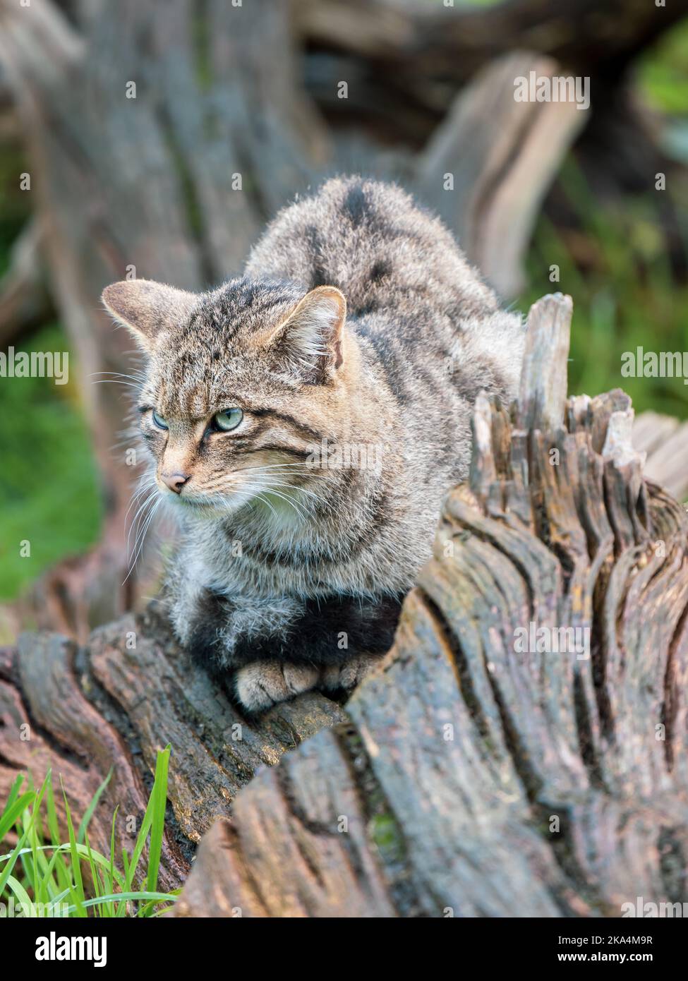 Female Scottish Wildcat Stock Photo - Alamy