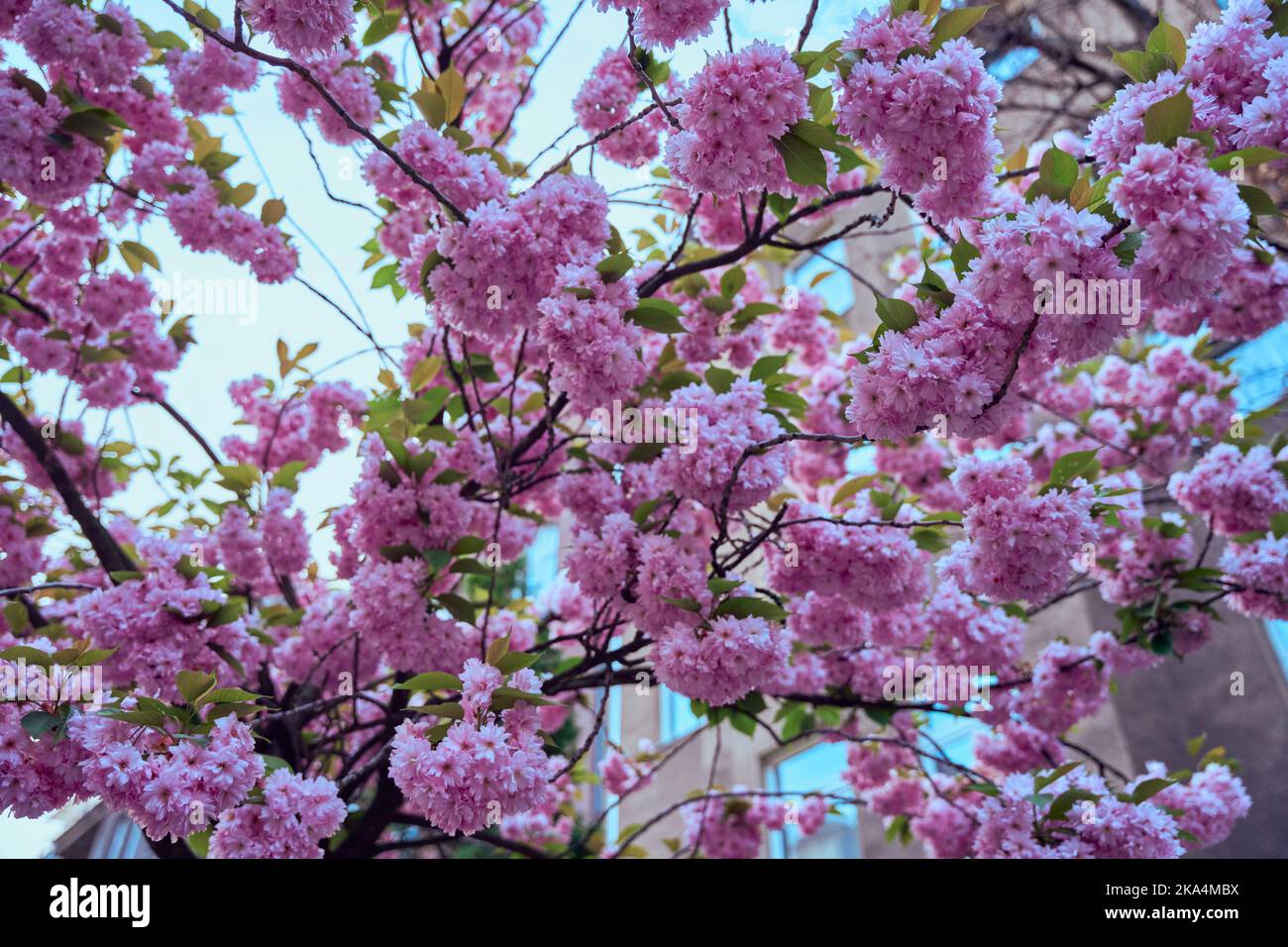 A beautiful pink Sakura tree growing in the garden against a clear sky ...