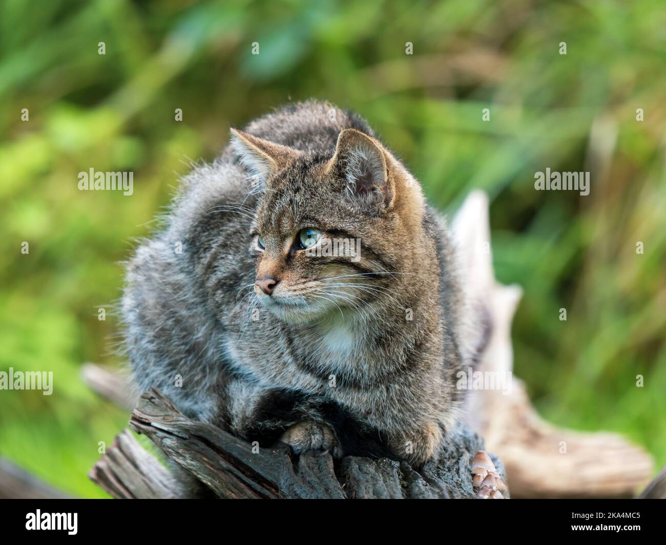 Female Scottish Wildcat Stock Photo - Alamy