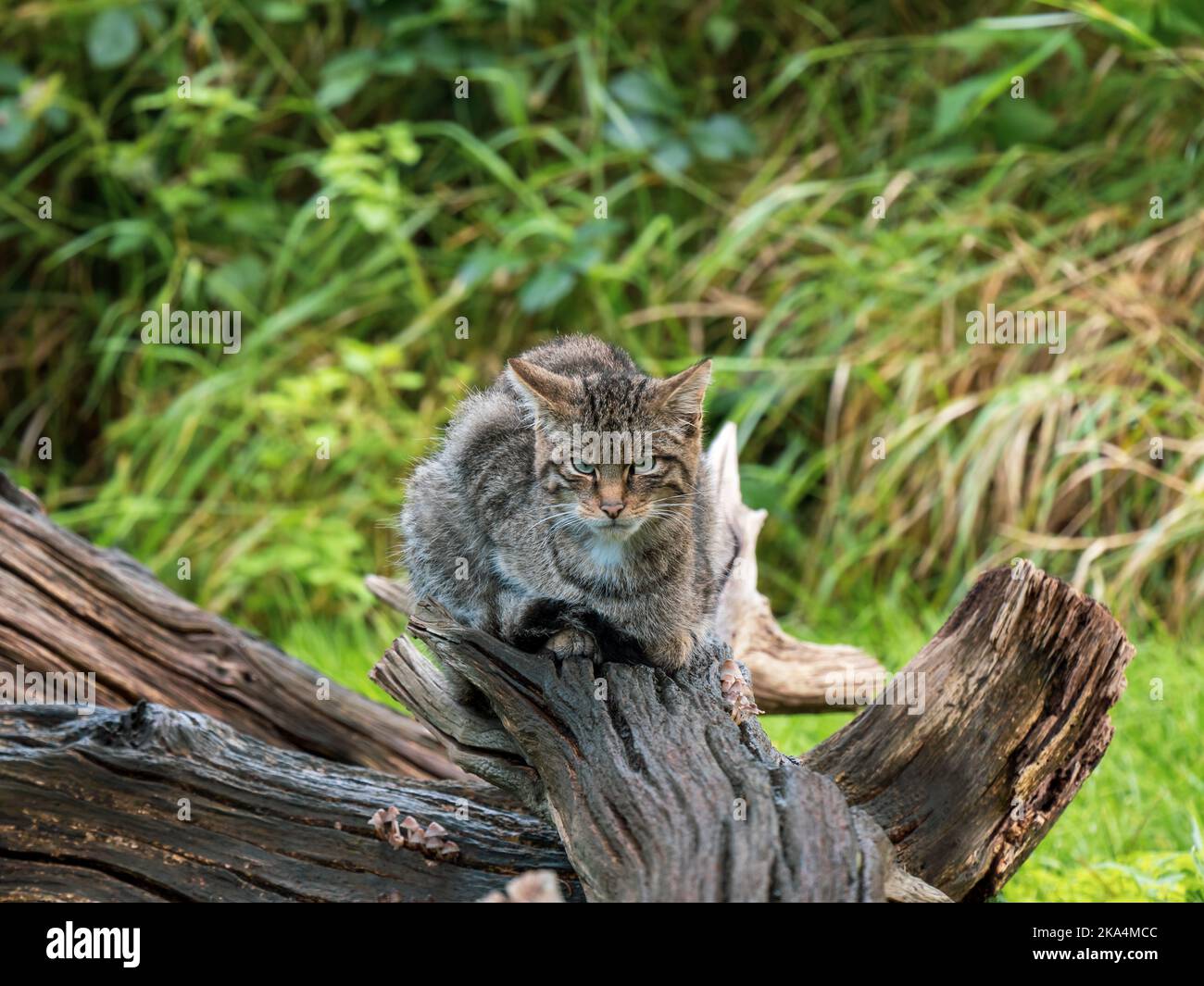 Female Scottish Wildcat Stock Photo - Alamy