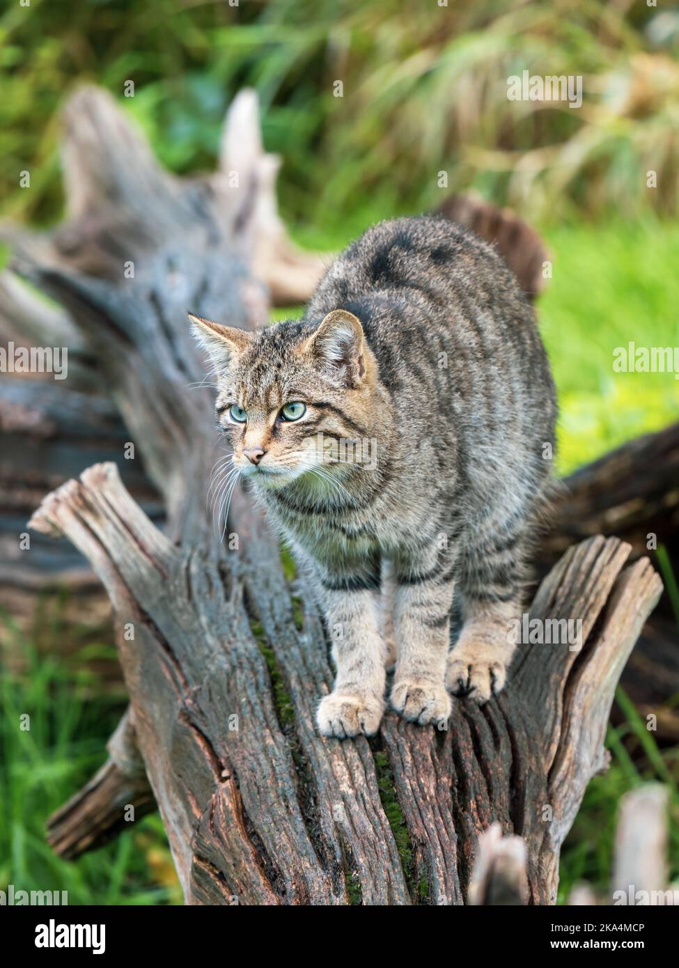 Female Scottish Wildcat Stock Photo - Alamy