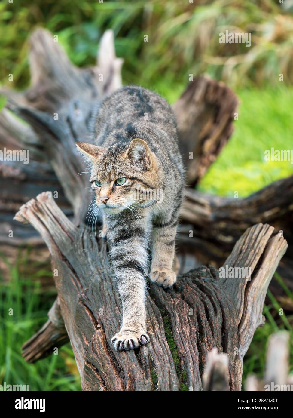 Female Scottish Wildcat Stock Photo - Alamy