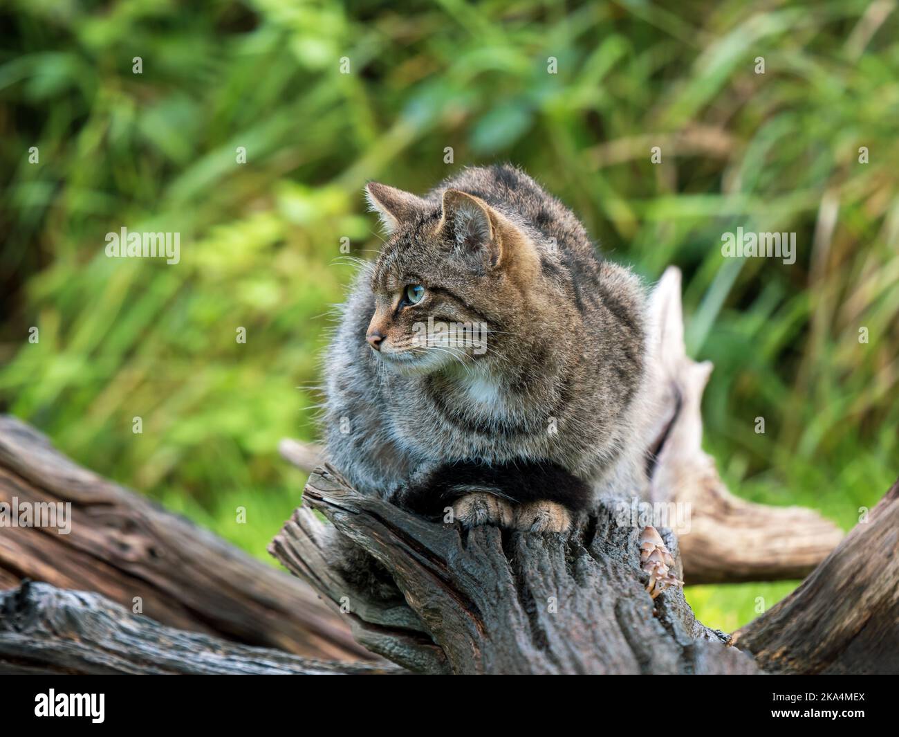 Female Scottish Wildcat Stock Photo - Alamy