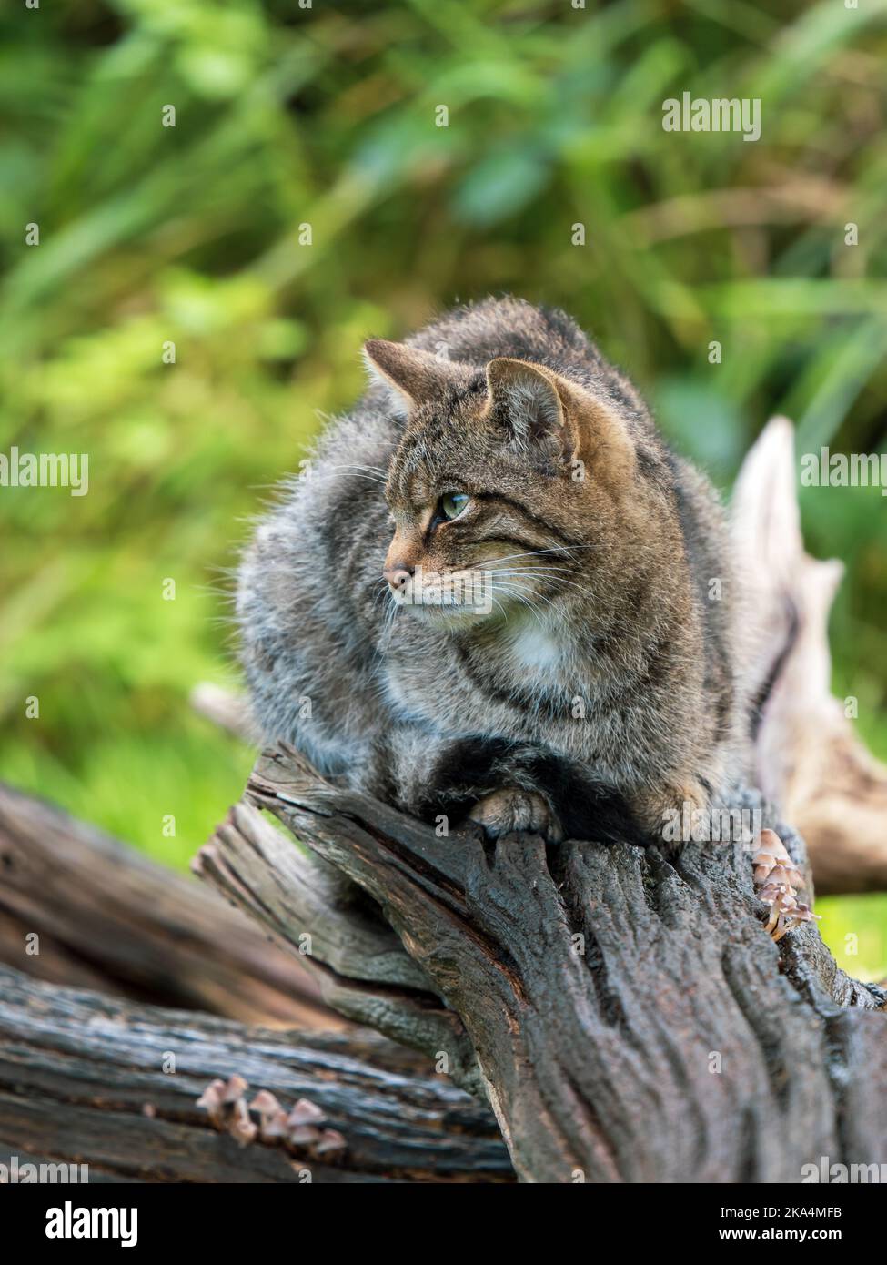 Female Scottish Wildcat Stock Photo - Alamy