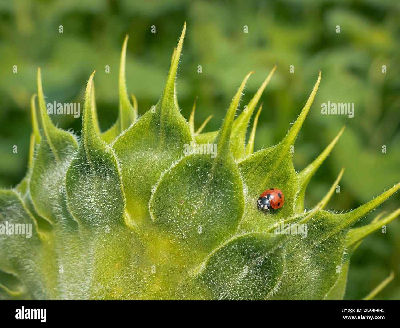 Ladybug on a sunflower hi-res stock photography and images - Alamy