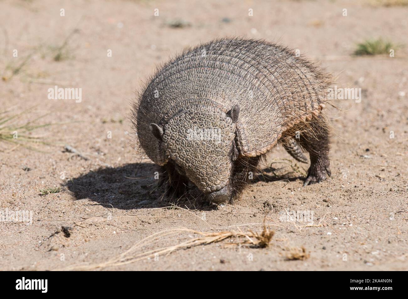 Armadillo burrow hi-res stock photography and images - Alamy