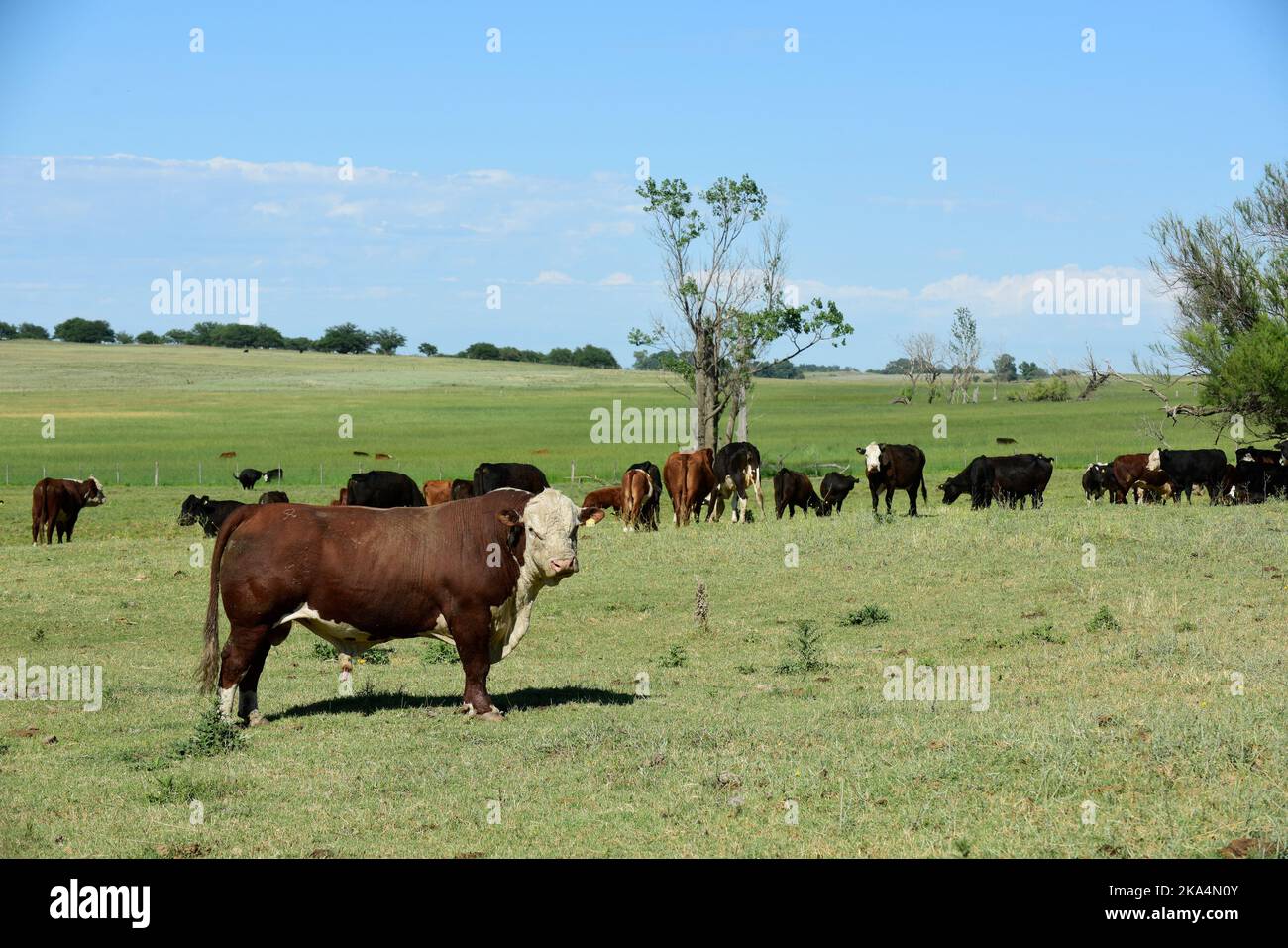 Cows raised with natural pastures, meat production in the Argentine ...
