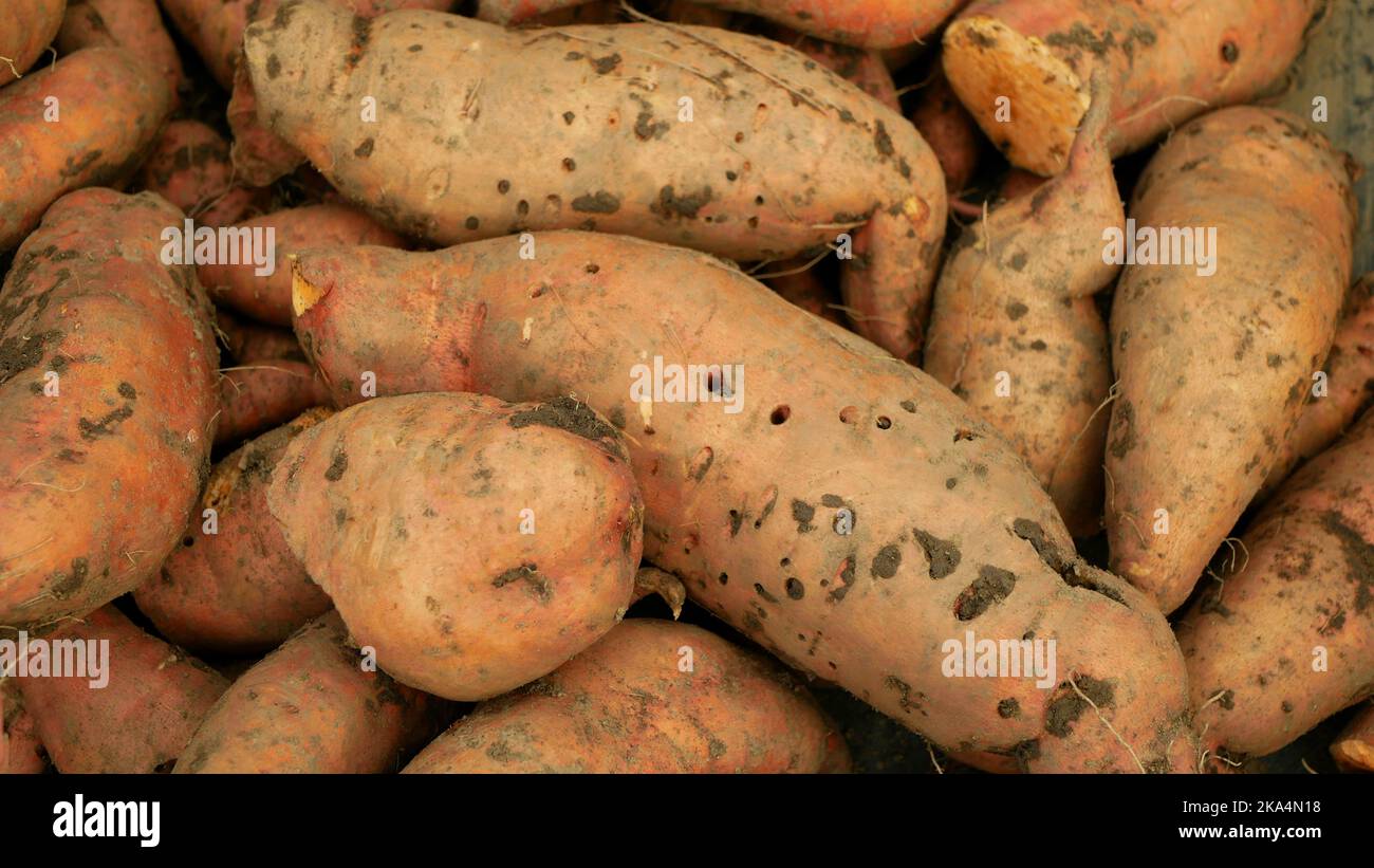 Sweet potato harvest pile Ipomoea batatas close-up tuberous tubers ...