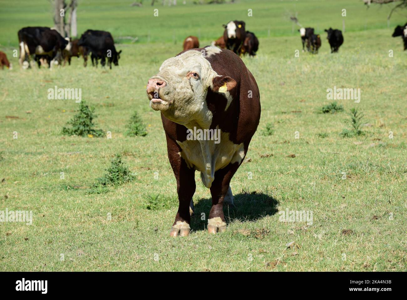 Cows raised with natural pastures, meat production in the Argentine ...