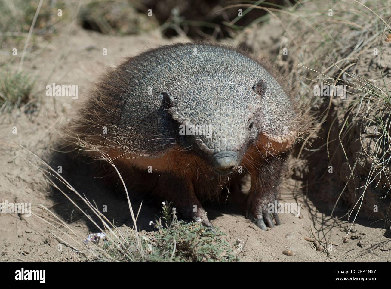 Armadillo burrow hi-res stock photography and images - Alamy