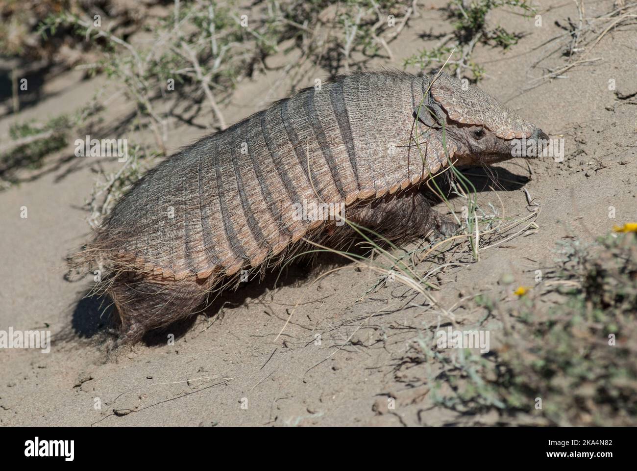 Armadillo in desert environment, Peninsula Valdes, Unesco World ...