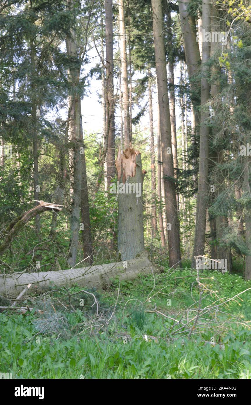 A natural view of a fallen tree in a forest Stock Photo - Alamy