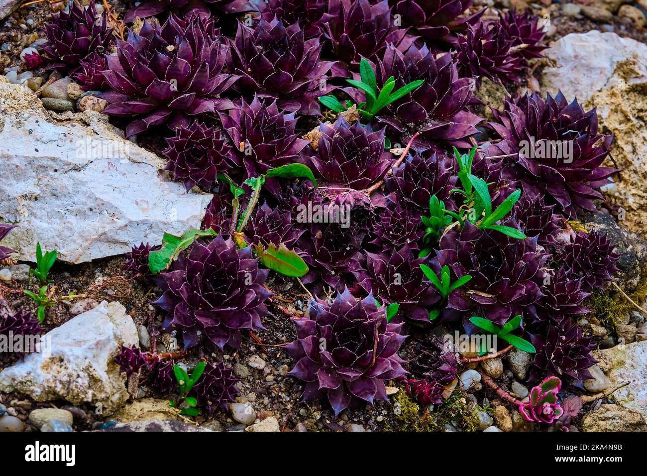 A purple succulent flower field Stock Photo - Alamy