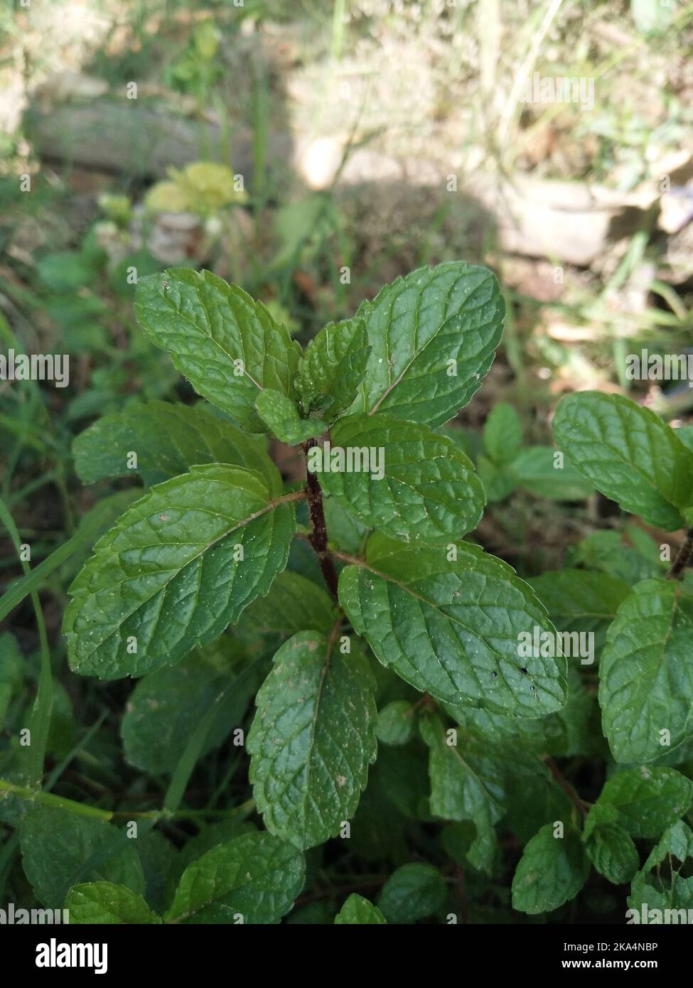 Spearmint, also known as garden mint, common mint, lamb mint and ...