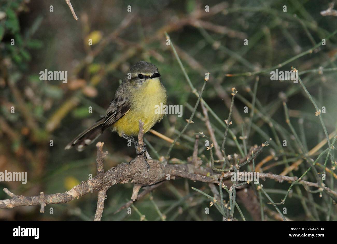 Greater Wagtail tyrant.Stigmatura budytoides.Patagonia Argentina Stock ...