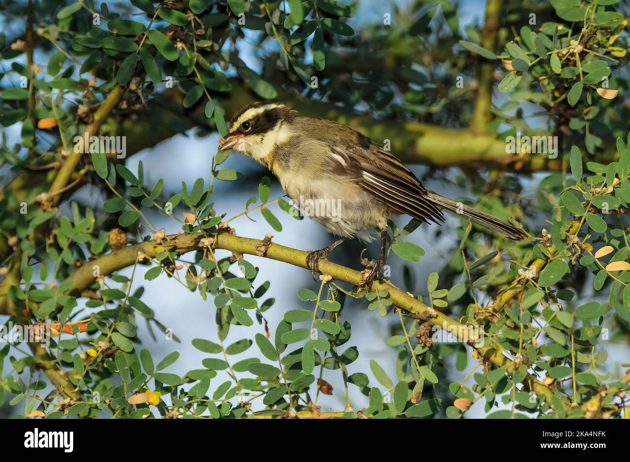 Black breasted warbling finch hi-res stock photography and images - Alamy