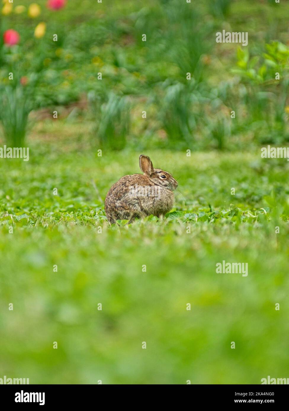 A rabbit sitting on the grass on a rainy day Stock Photo - Alamy