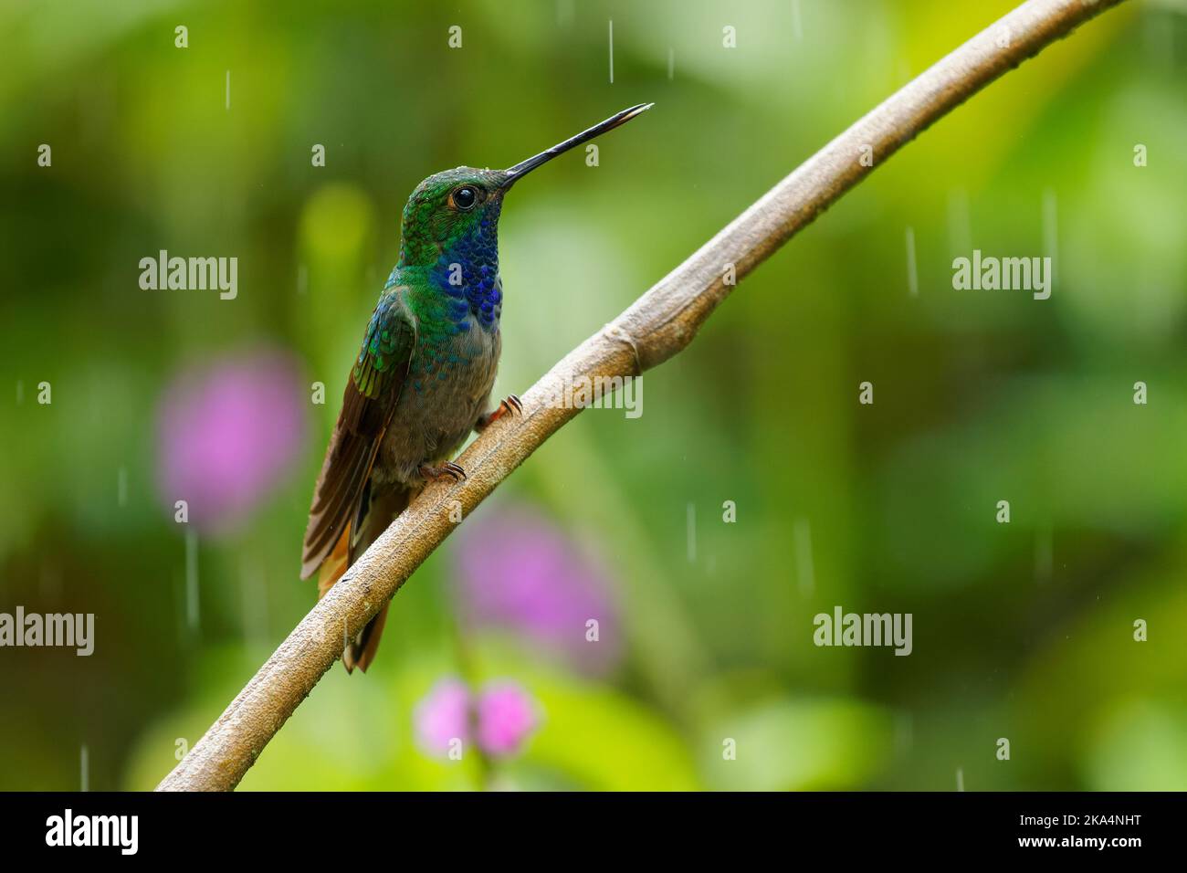 Green-backed or White-tailed Hillstar - Urochroa leucura, formerly in ...