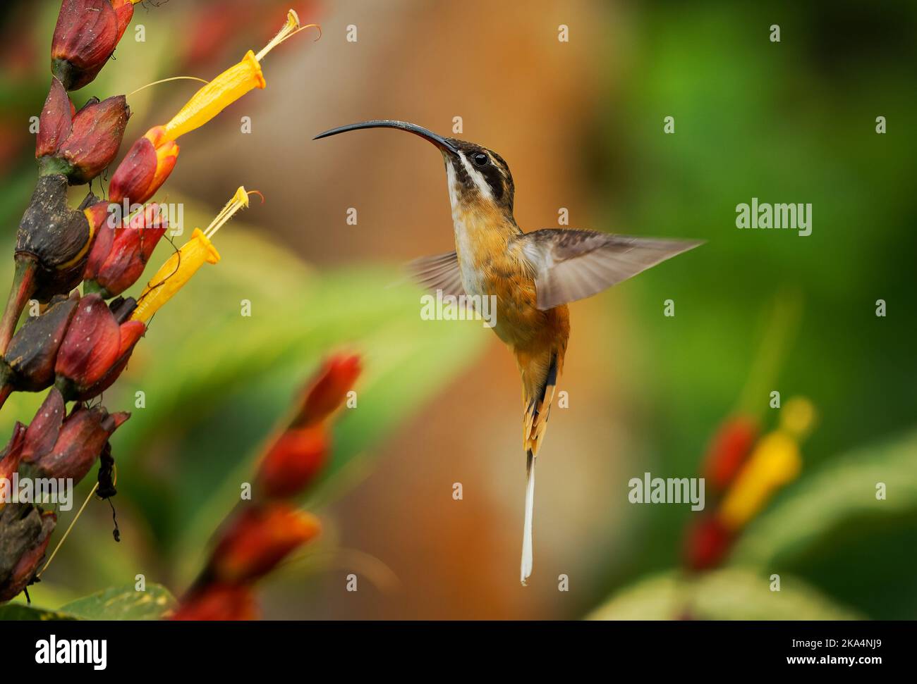 Tawny-bellied Hermit (Phaethornis syrmatophorus) pollinating flowers in ...