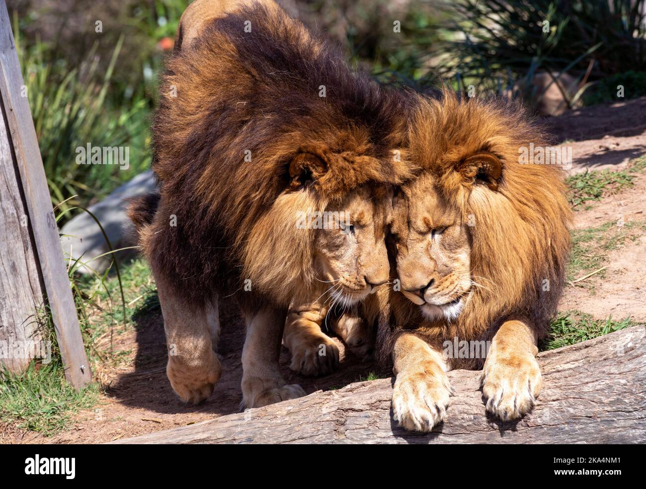 Two male African Lions (Panthera Leo) resting at Sydney Zoo in Sydney ...