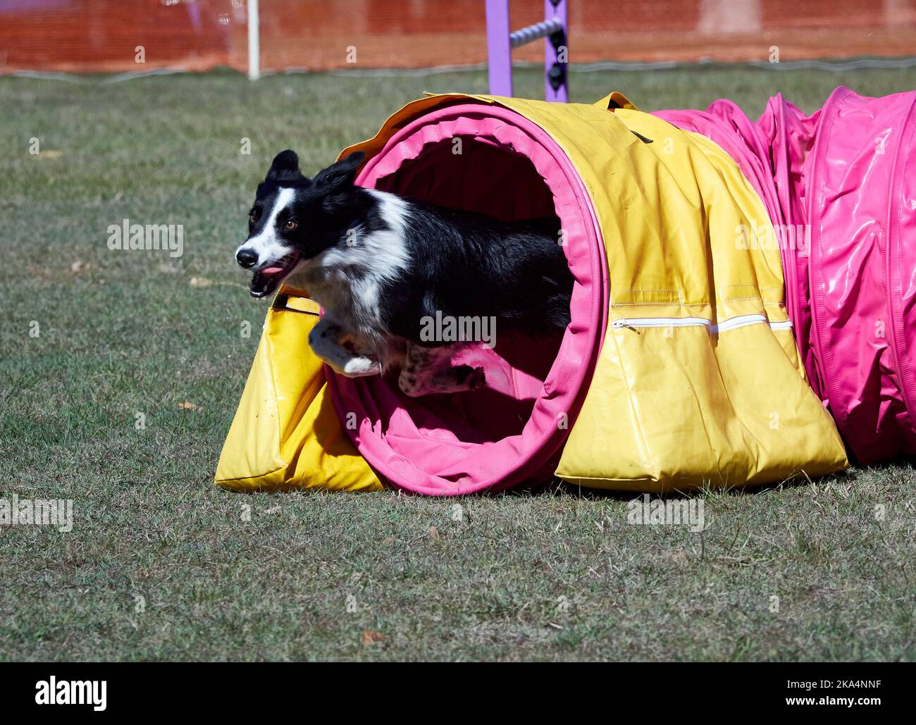 Many obstacles on a dog agility field . Dogs moving quickly from one ...