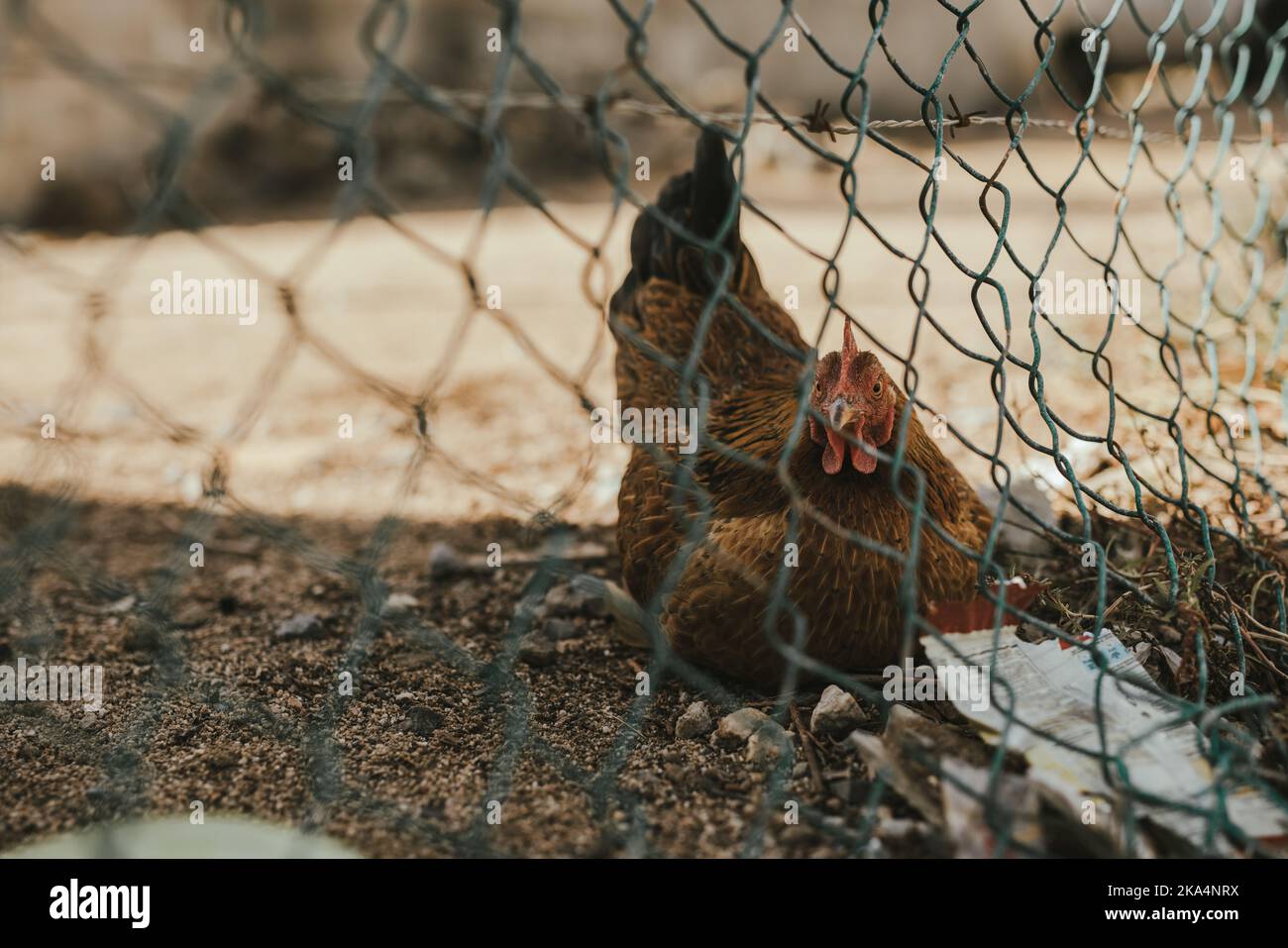 Pain in animals hi-res stock photography and images - Alamy