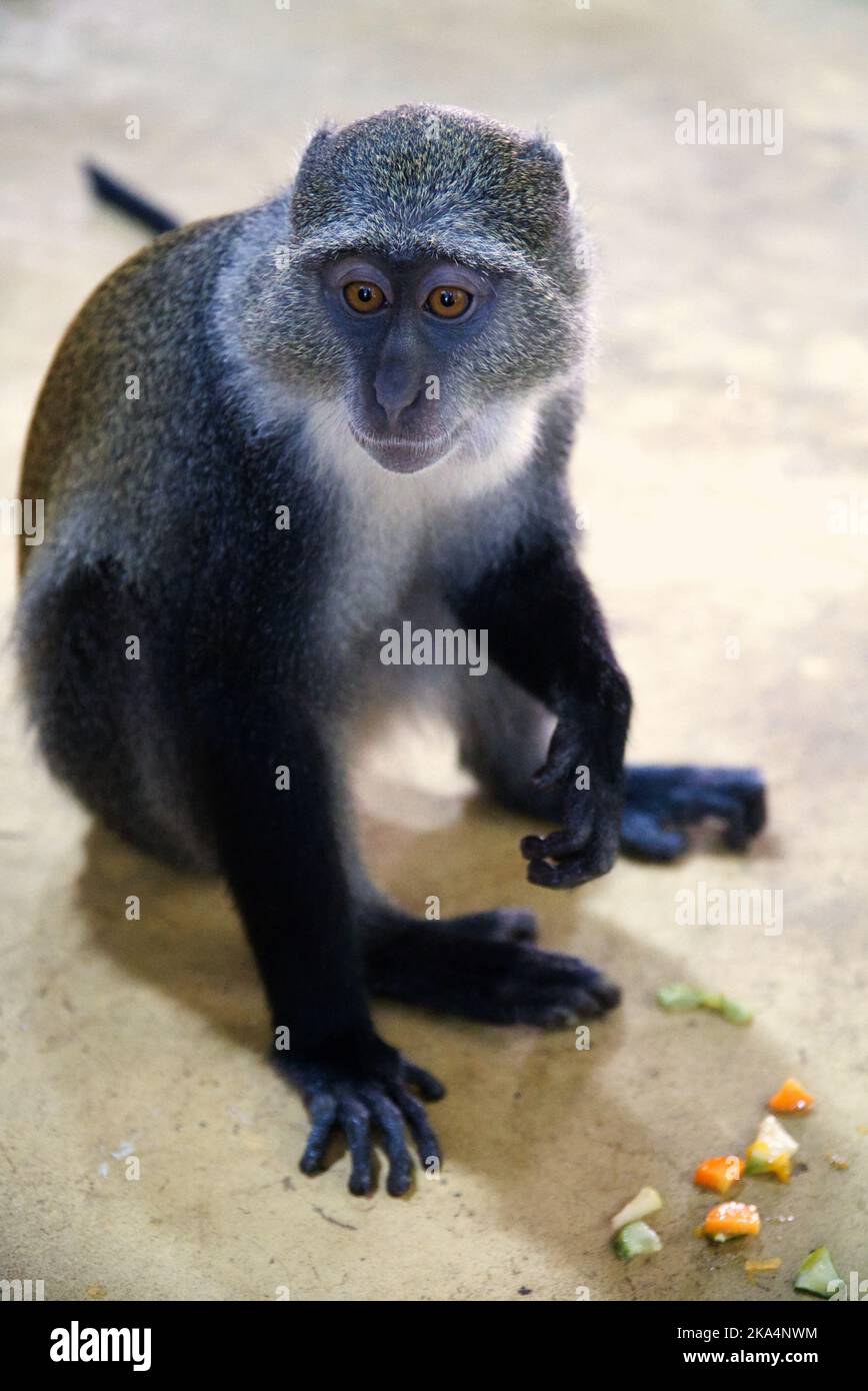 A vertical closeup shot of a blue monkey (diademed monkey ...