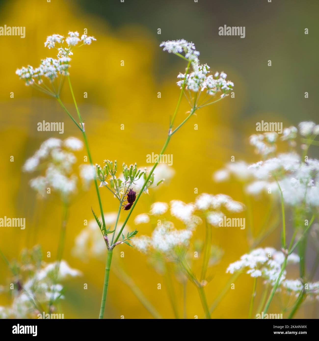 A selective of mating striped bugs on white wildflowers in a field ...