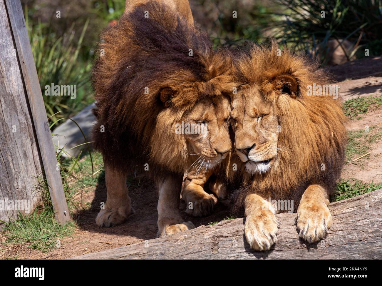 Two male African Lions (Panthera Leo) resting at Sydney Zoo in Sydney ...