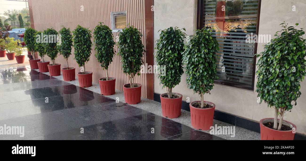 Potted plants along the pathway in a small pot for the trees Stock ...