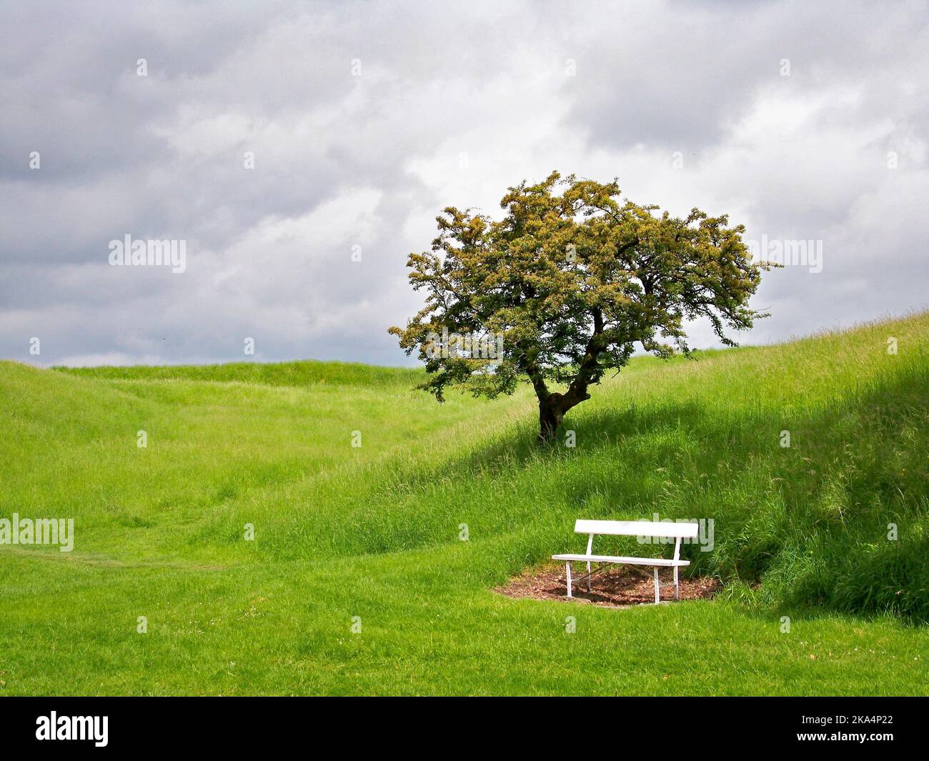 A beautiful greenfield with a big old tree in the middle and a wooden ...