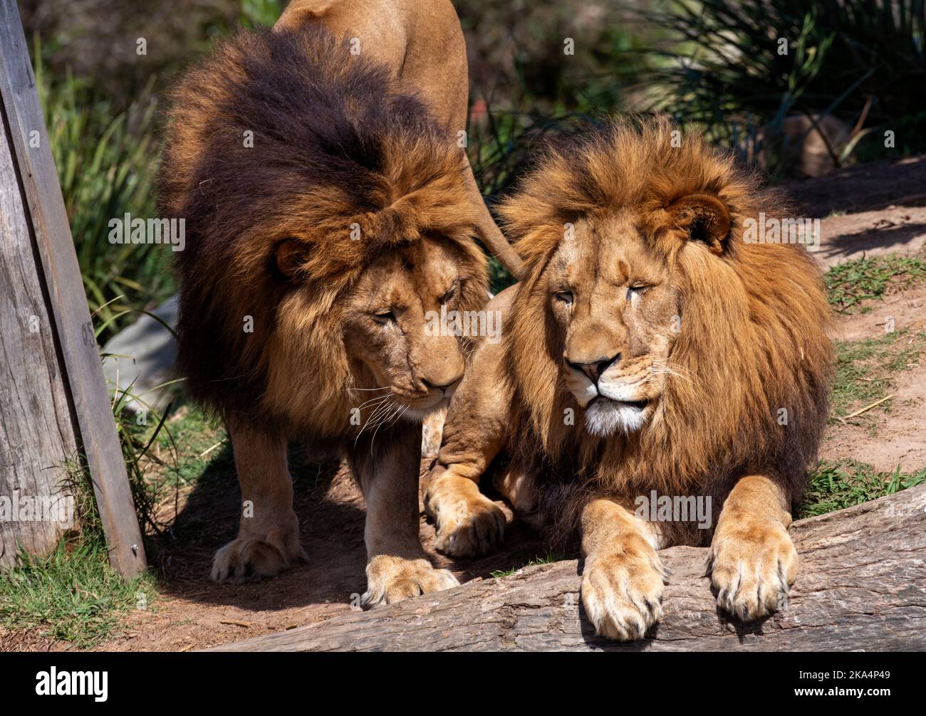 Two male African Lions (Panthera Leo) resting at Sydney Zoo in Sydney ...