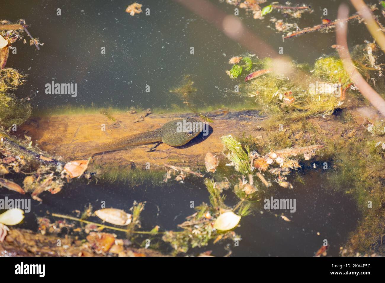 Horizontal photo of Bullfrog Pollywog tadpole resting under water on a ...