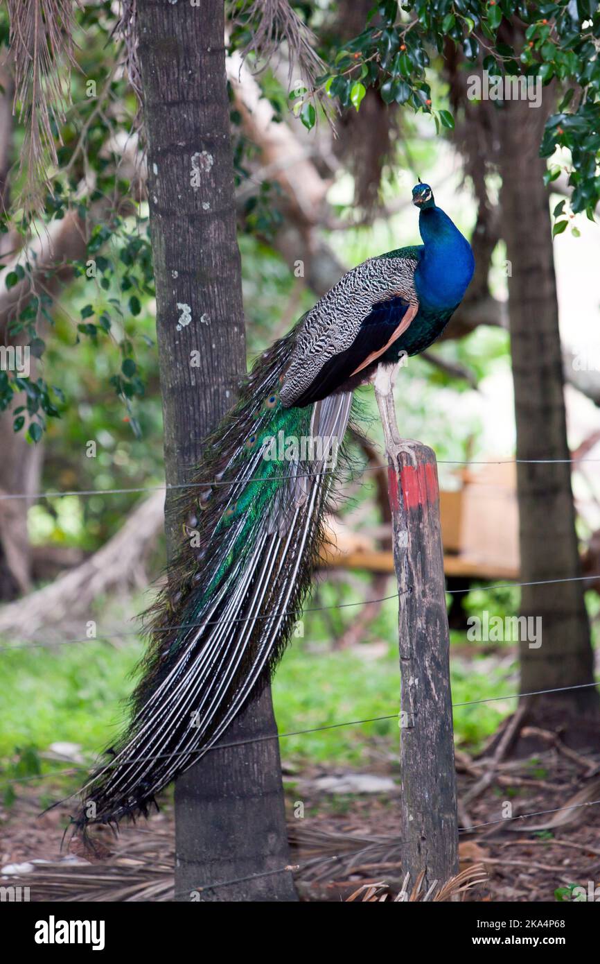 A vertical shot of colorful peacock standing on wooden fence Stock ...