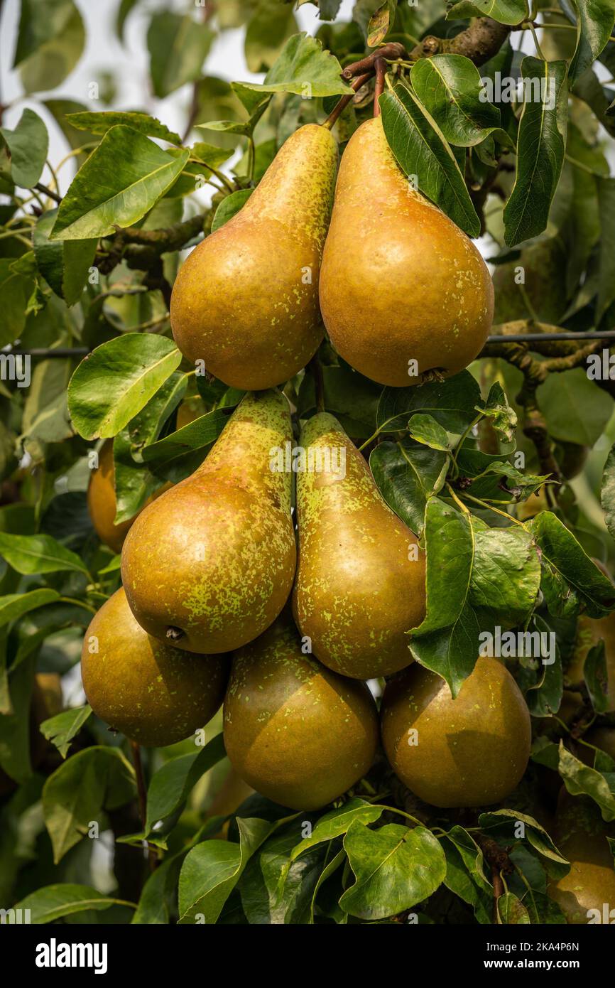 Conference pear tree hi-res stock photography and images - Alamy