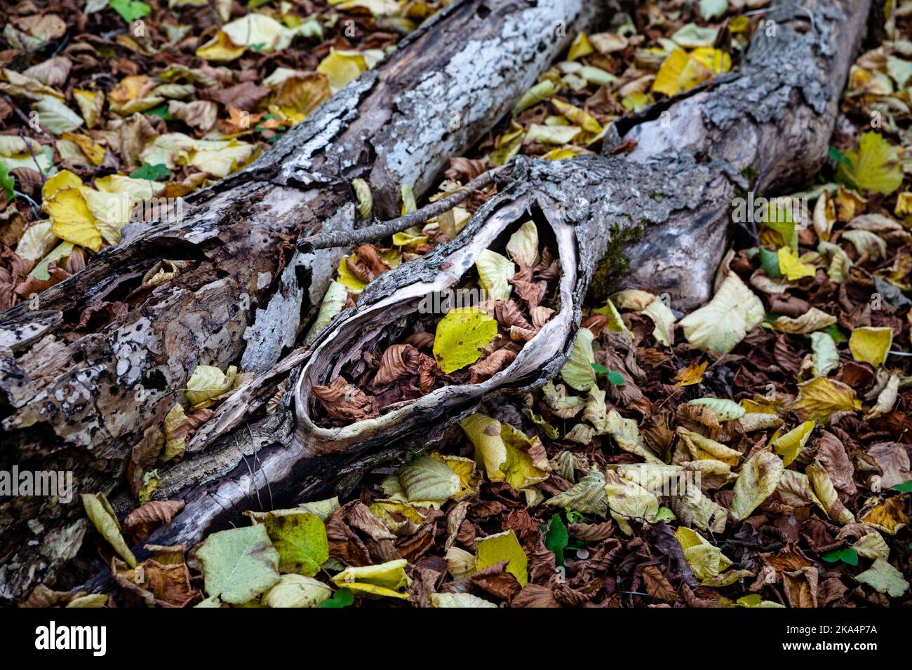 Decay in nature hi-res stock photography and images - Alamy
