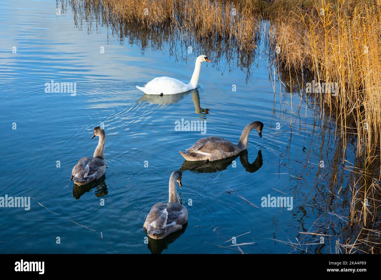 An adult swan with 3 juvenile swanshe Järsö area just south of ...