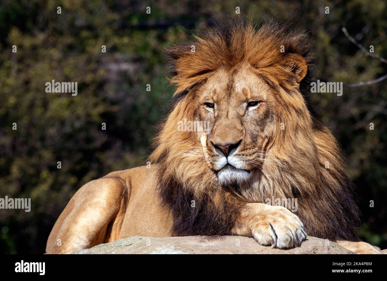 A male African Lion (Panthera Leo) resting at Sydney Zoo in Sydney, NSW ...