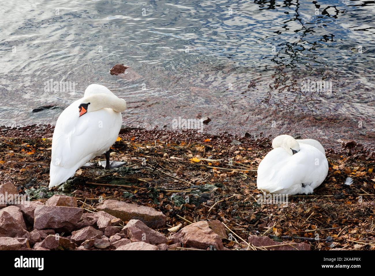 Resting swan swans sleeping hi-res stock photography and images - Alamy