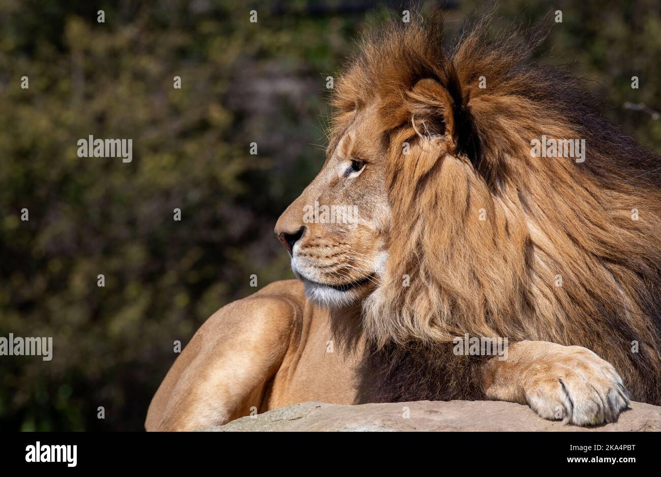 A male African Lion (Panthera Leo) resting at Sydney Zoo in Sydney, NSW ...